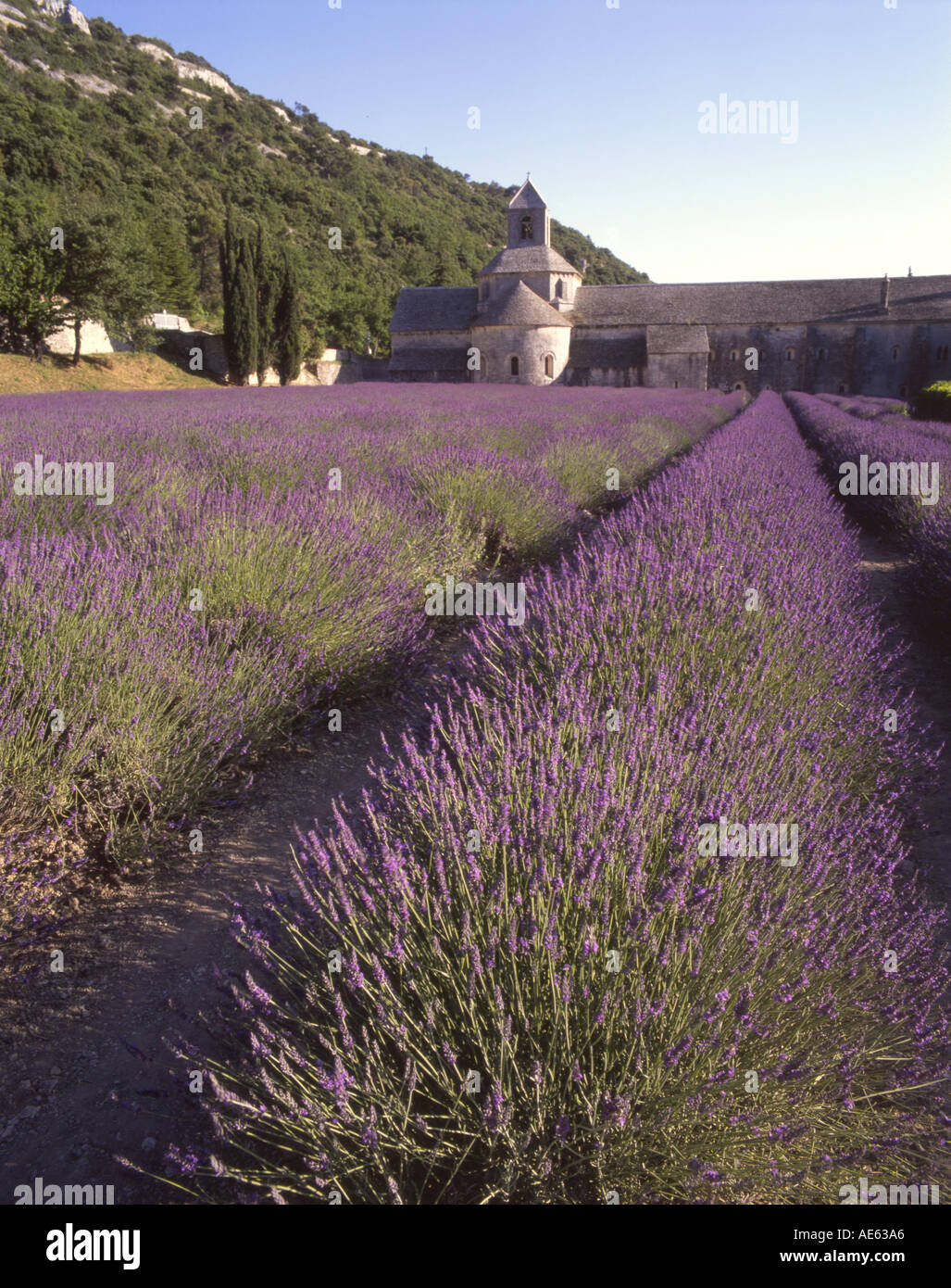 Abbaye Notre Dame de Senanque Provence France Stock Photo - Alamy