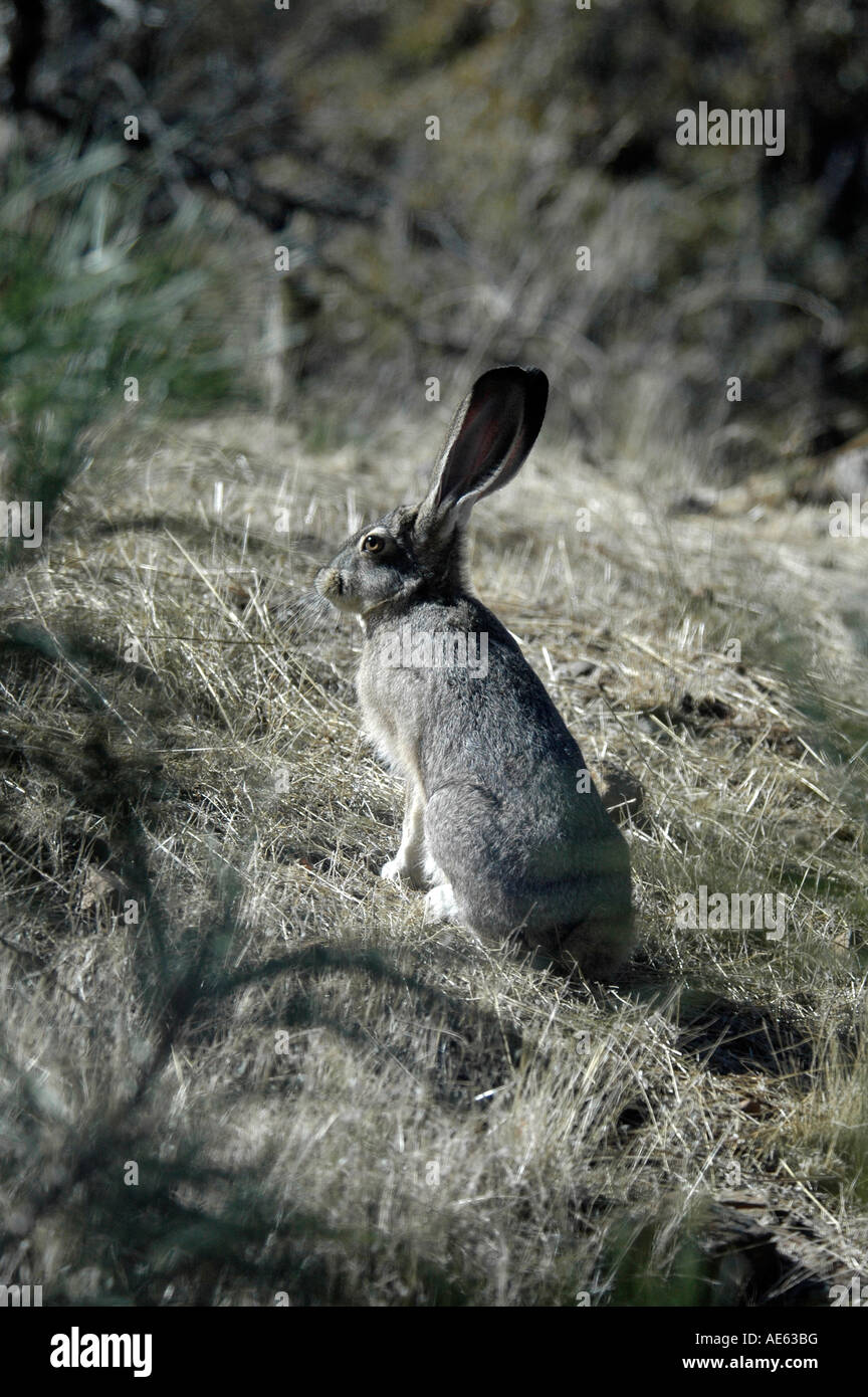 Black tail jackrabbit desert hi-res stock photography and images - Alamy