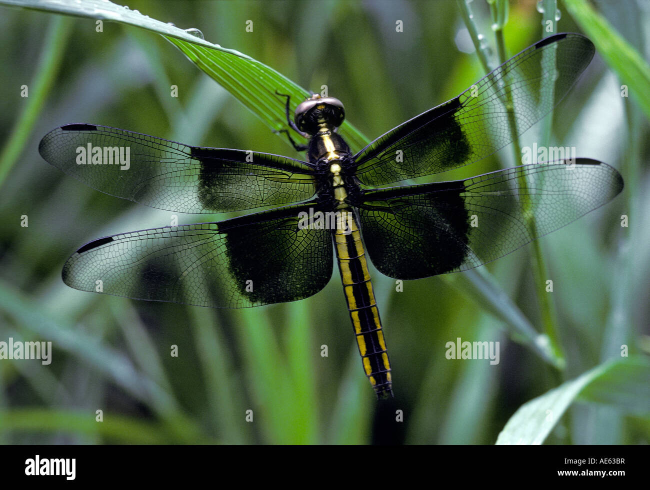 Widow skimmer dragonfly (Libellula luctuosa) at rest- Lakewood ...