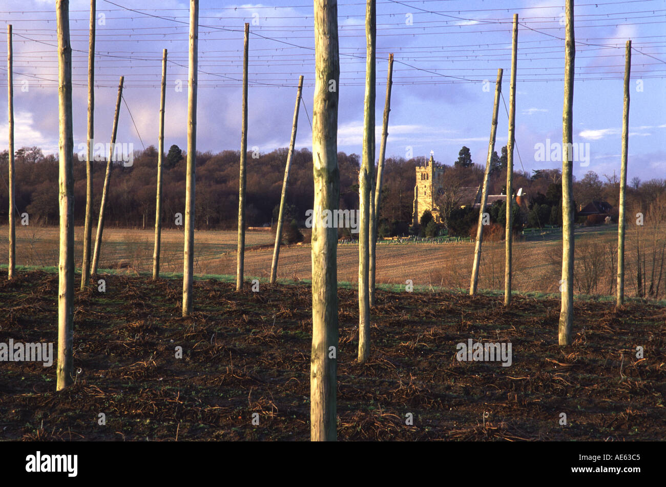 Hop poles hi-res stock photography and images - Alamy