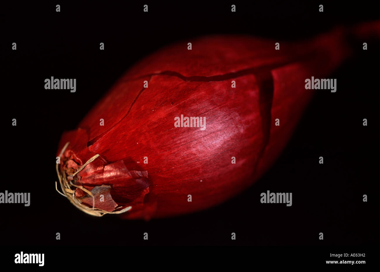 Red onion (Allium cepa Stock Photo - Alamy
