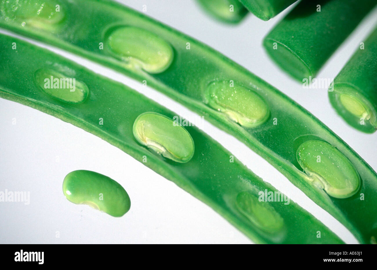 Beans (Phaseolus vulgaris Stock Photo - Alamy
