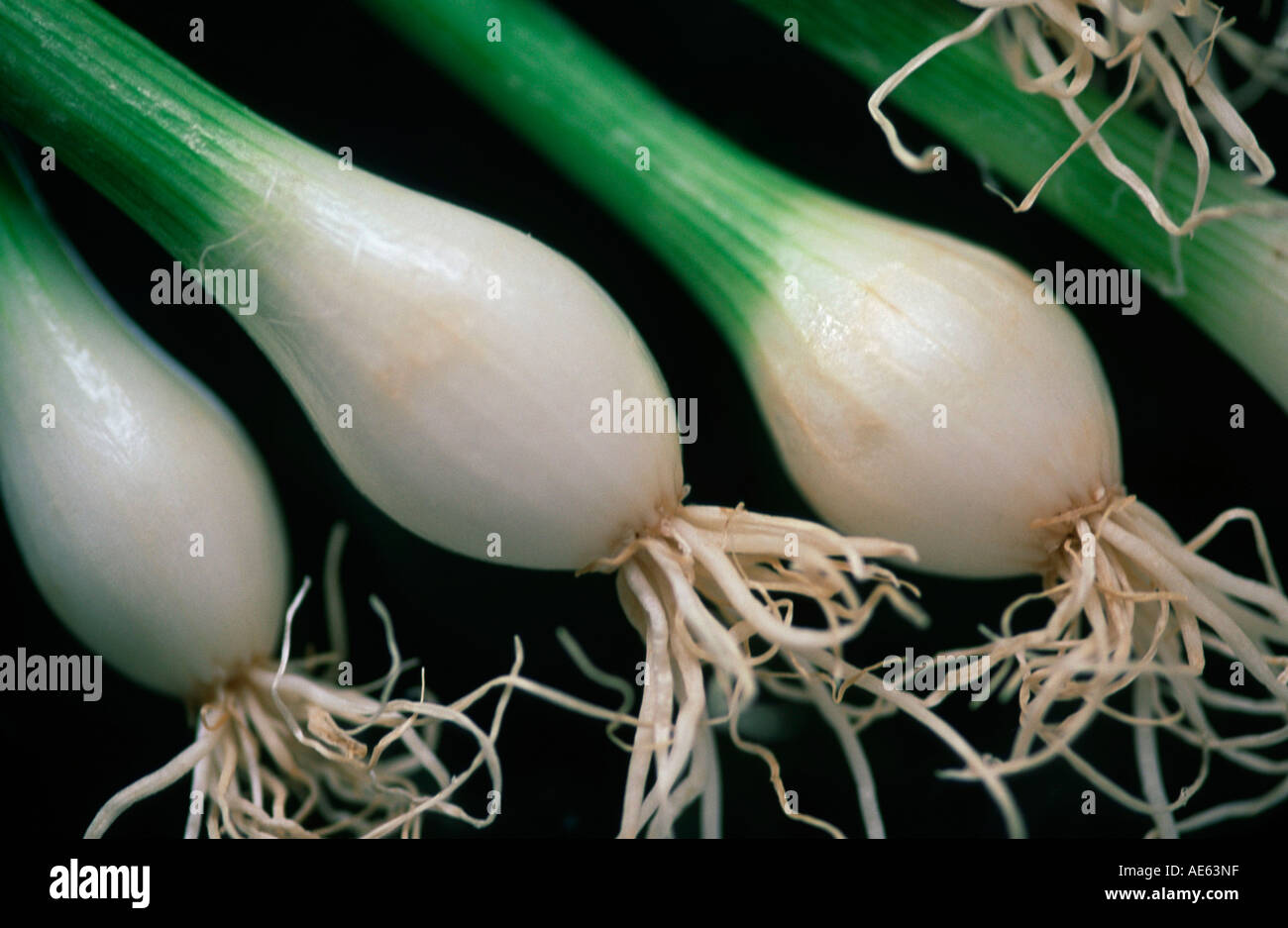 Onions (Allium cepa Stock Photo - Alamy