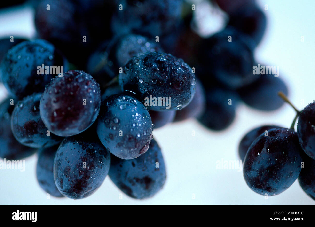 Raisins (Vitis vinifera Stock Photo - Alamy