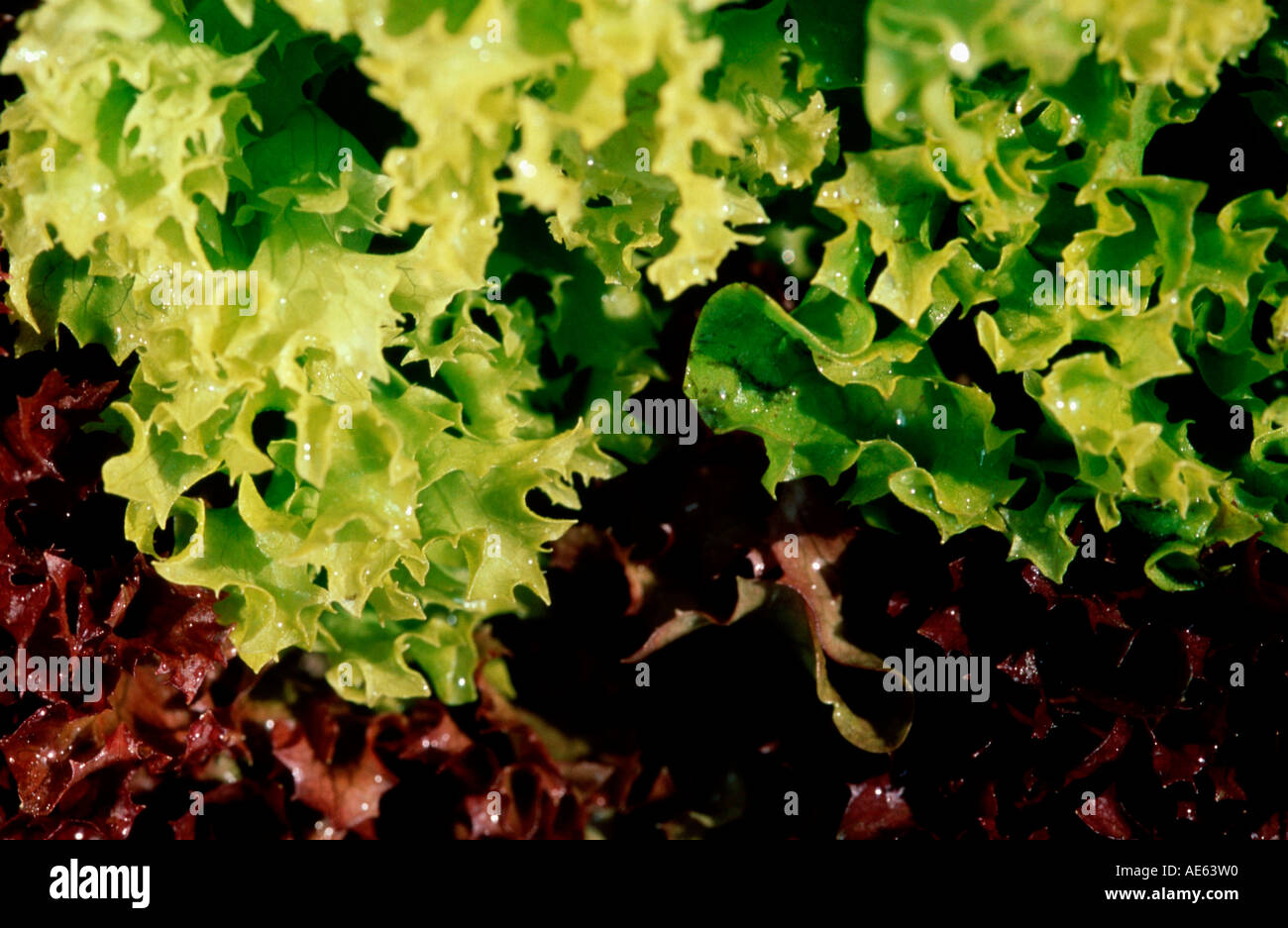 Lollo Rosso Salat High Resolution Stock Photography and Images - Alamy