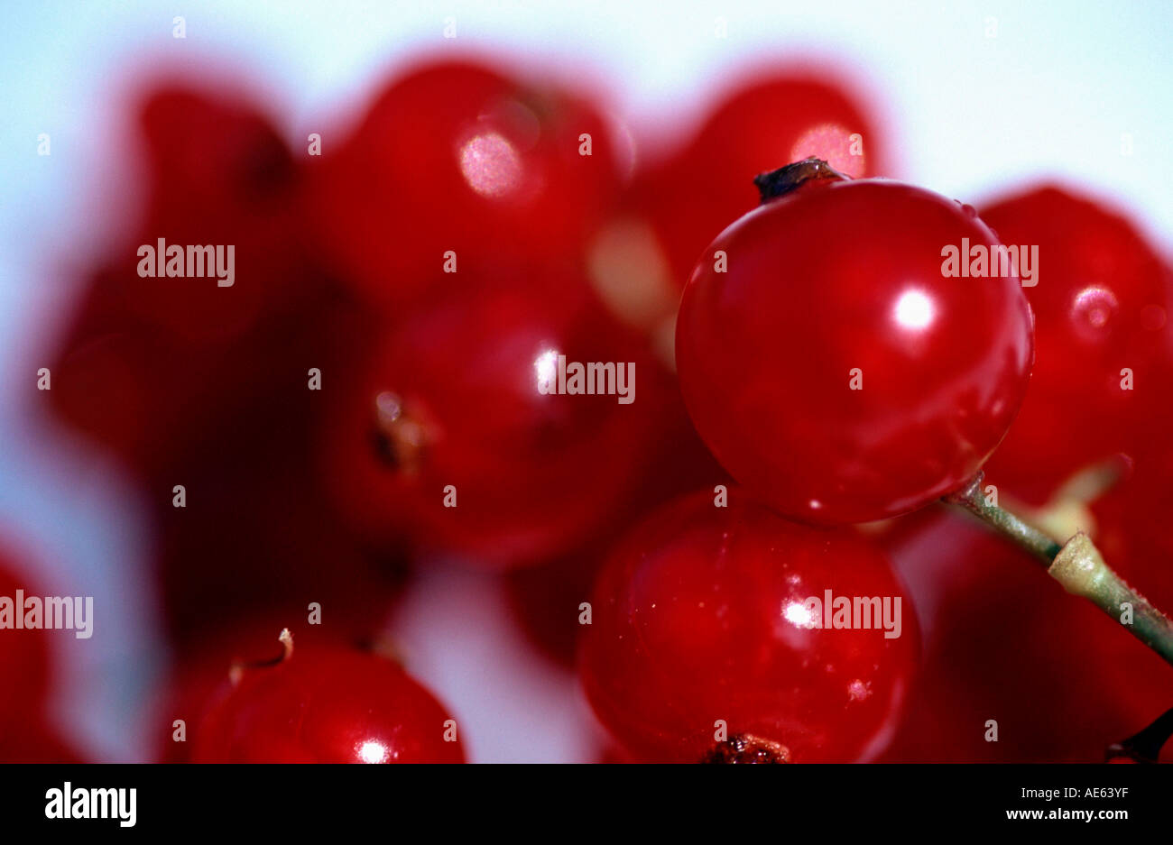 Red Currant berries (Ribes rubrum Stock Photo - Alamy