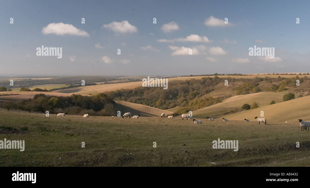 Mammals view hi-res stock photography and images - Alamy