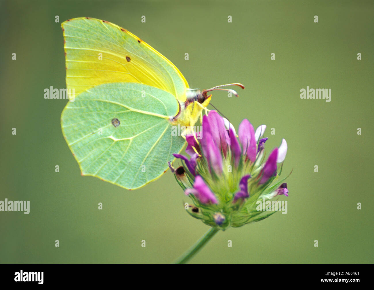 Butterfly flowers close up hi-res stock photography and images - Alamy