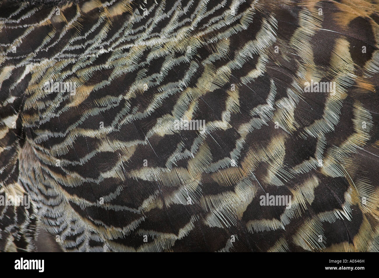 Feathers on back of incubating Female Eider (Somateria mollissima ...