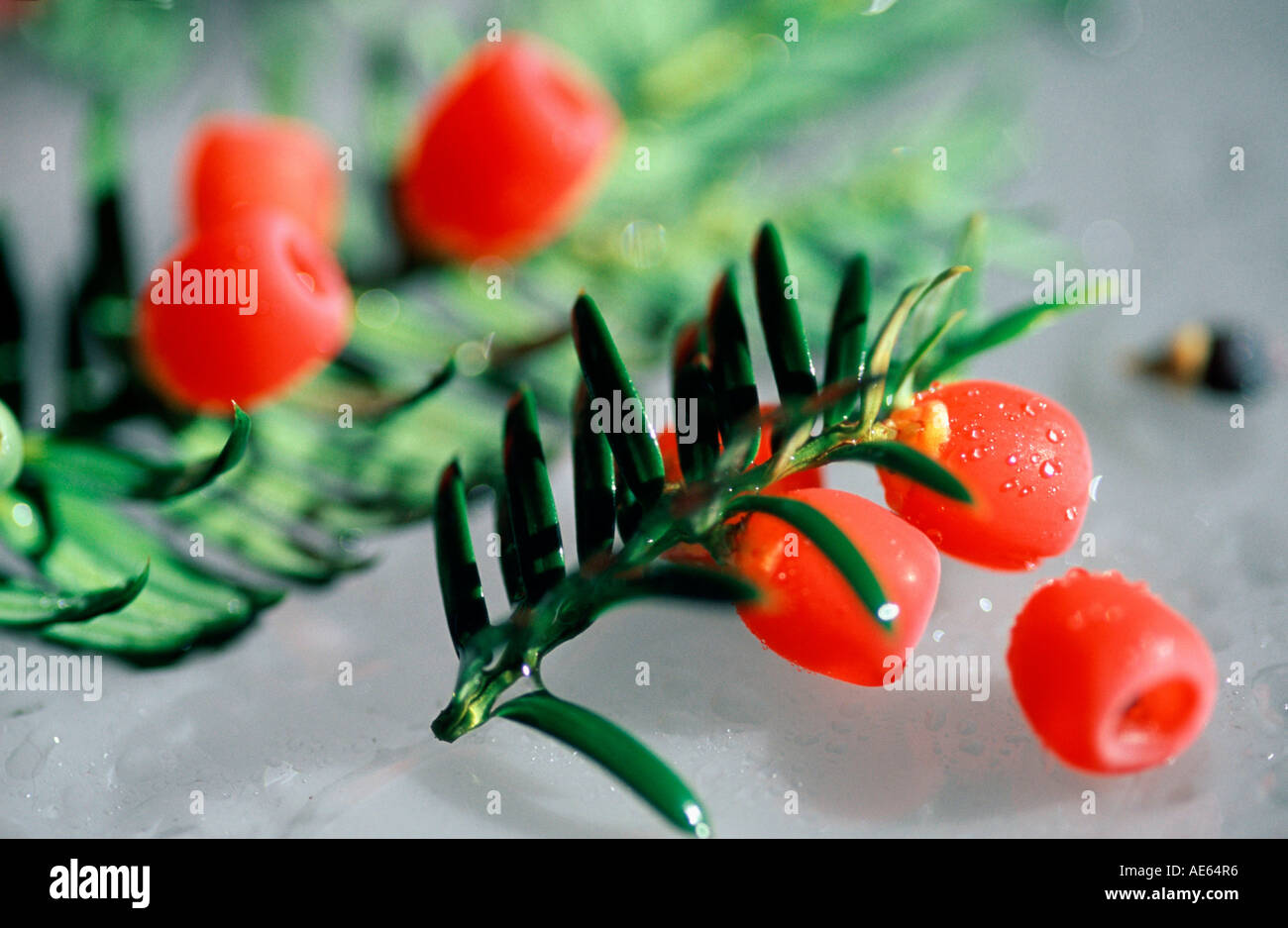 Yew berries (Taxus baccata Stock Photo - Alamy