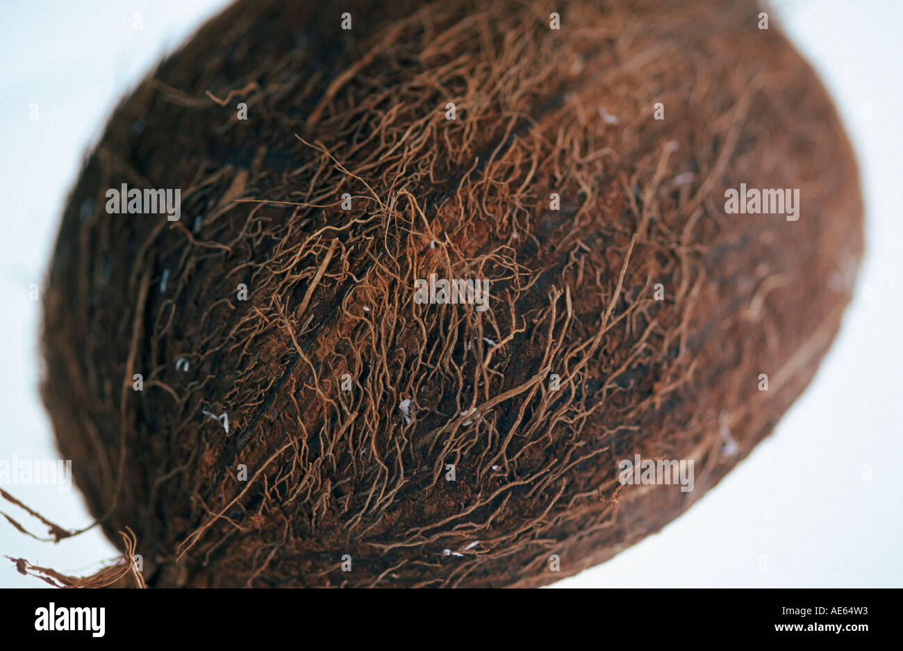 Coconut (Cocos nucifera Stock Photo - Alamy