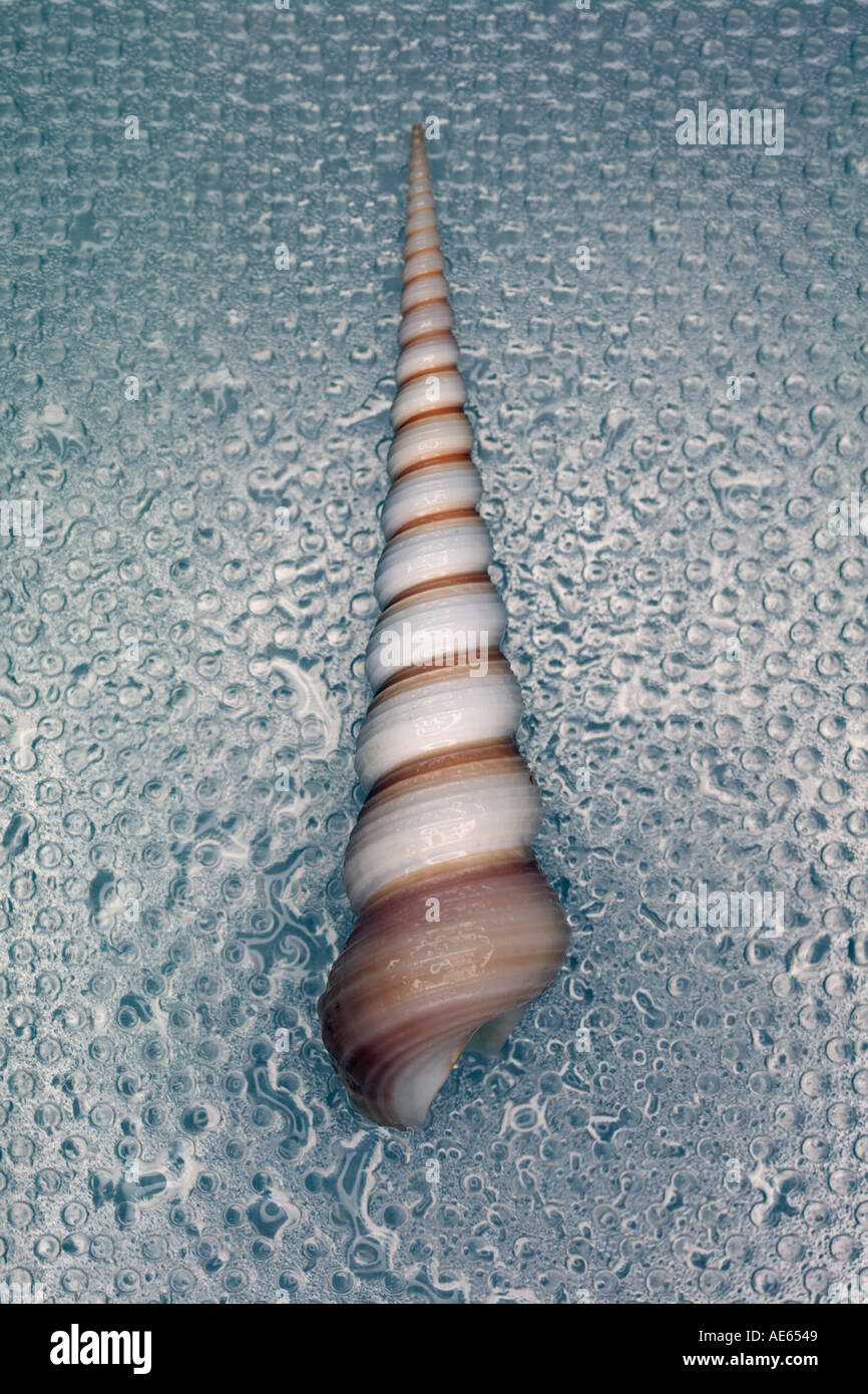 Pointy seashell hi-res stock photography and images - Alamy