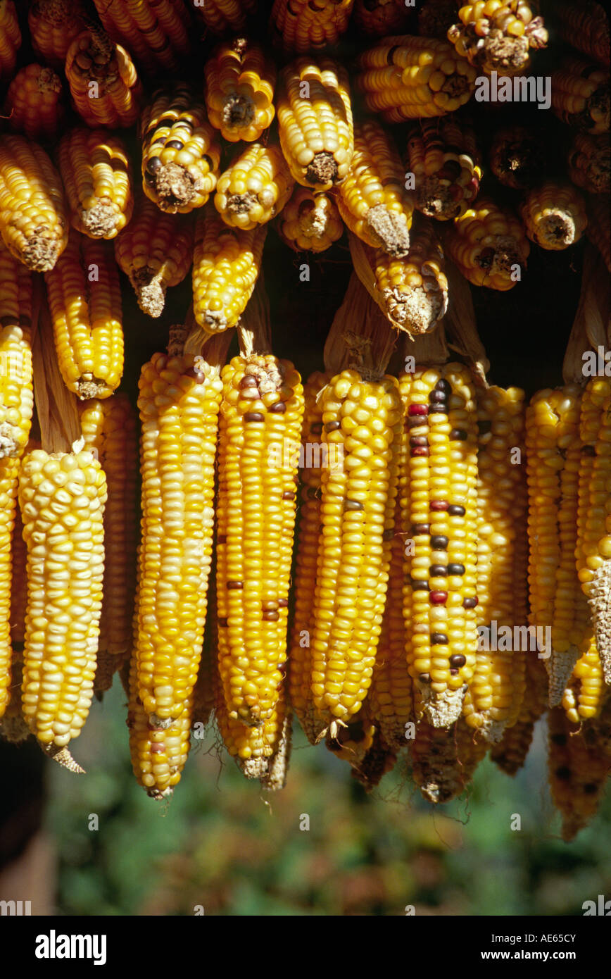 CORN is stored in the remote village of UPPER WALENG on the return ...