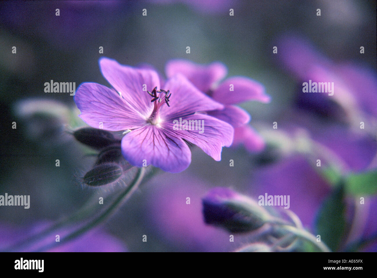 purple geranium flower Stock Photo - Alamy