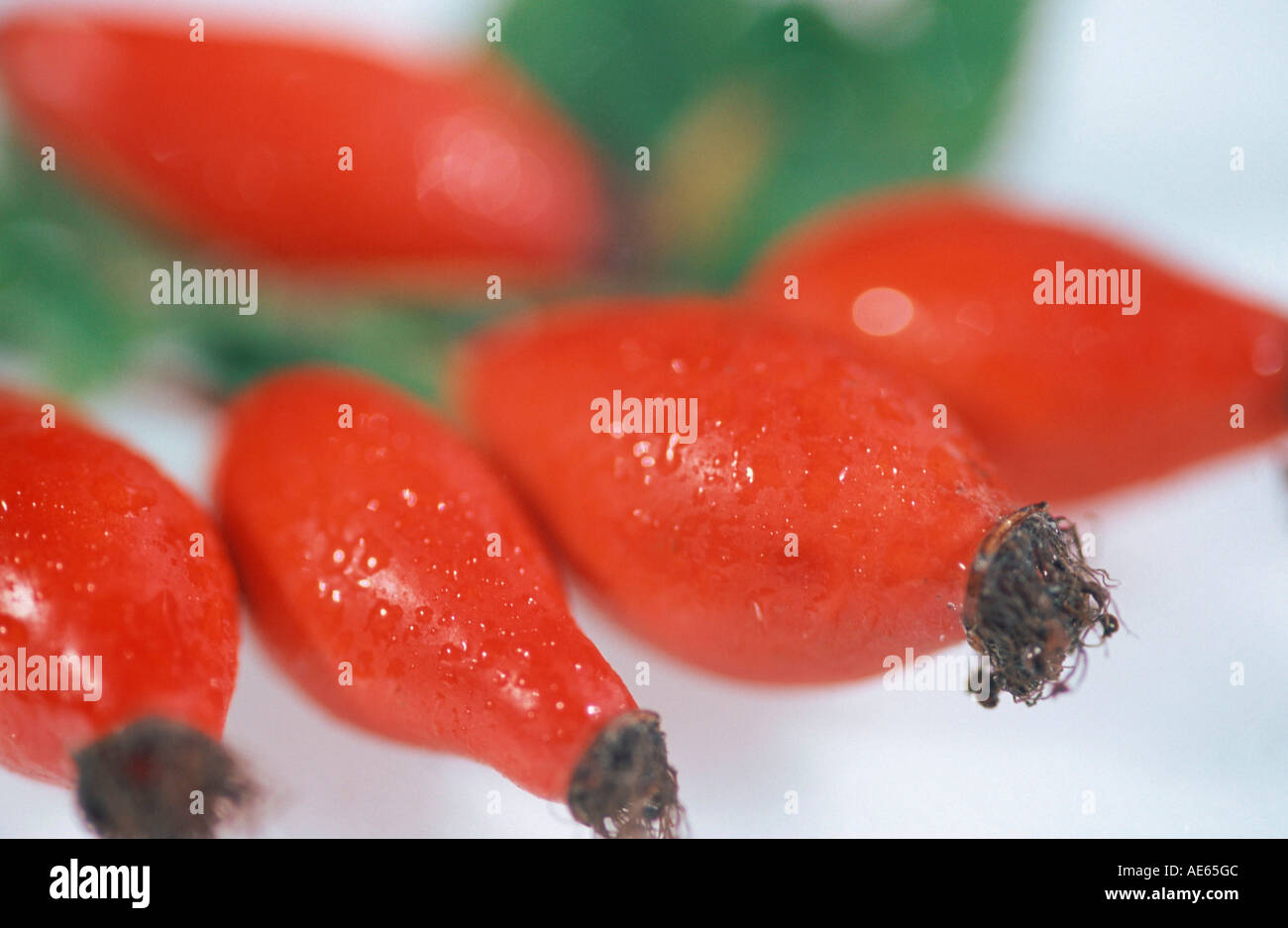 Rose Hips (Rosa canina Stock Photo - Alamy