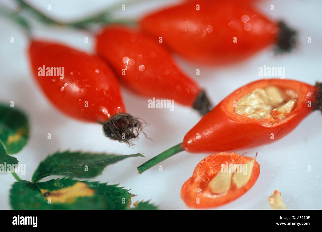 Rose Hips (Rosa canina Stock Photo - Alamy