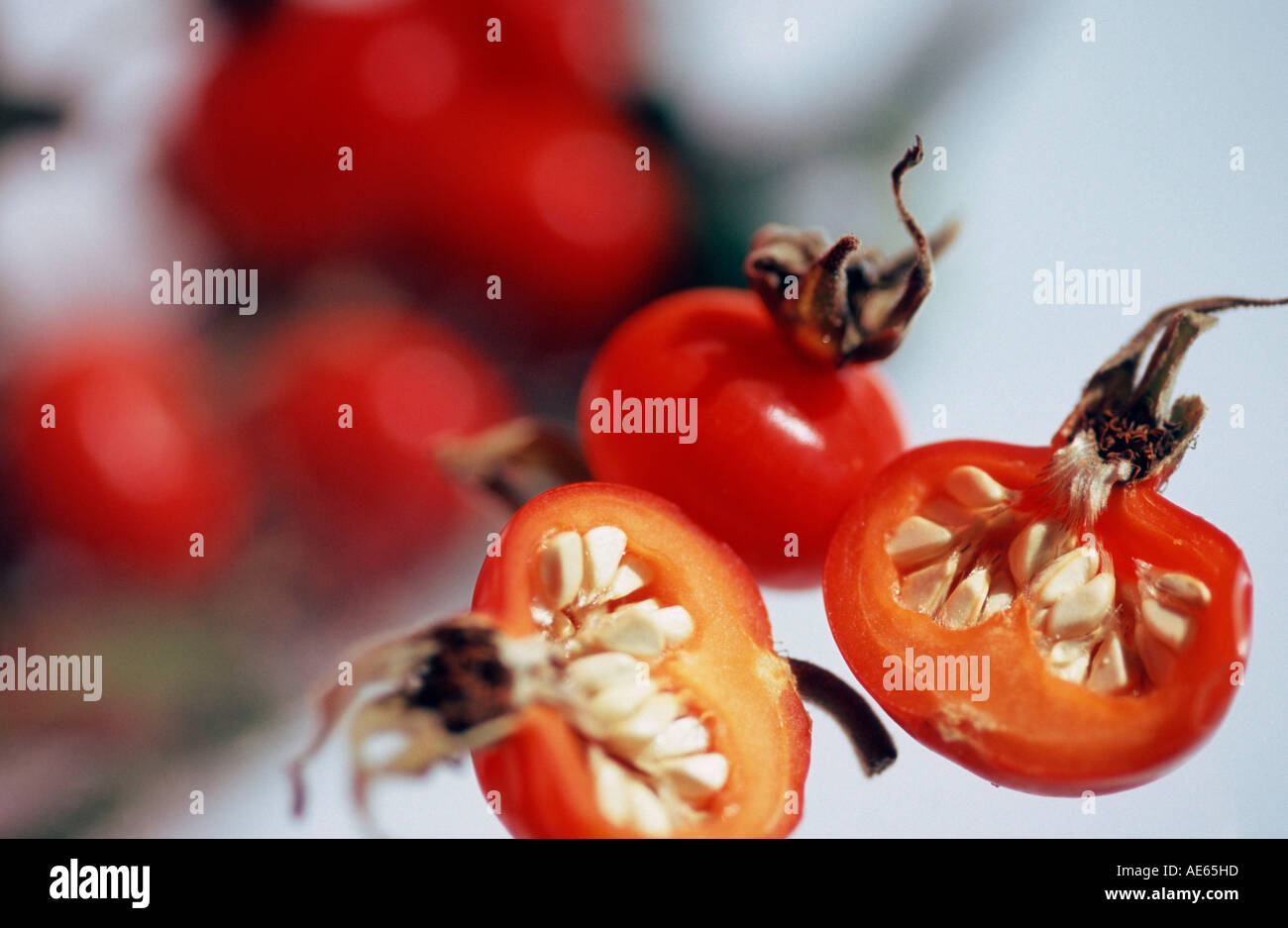 Rugosa Rose hips (Rosa rugosa Stock Photo - Alamy