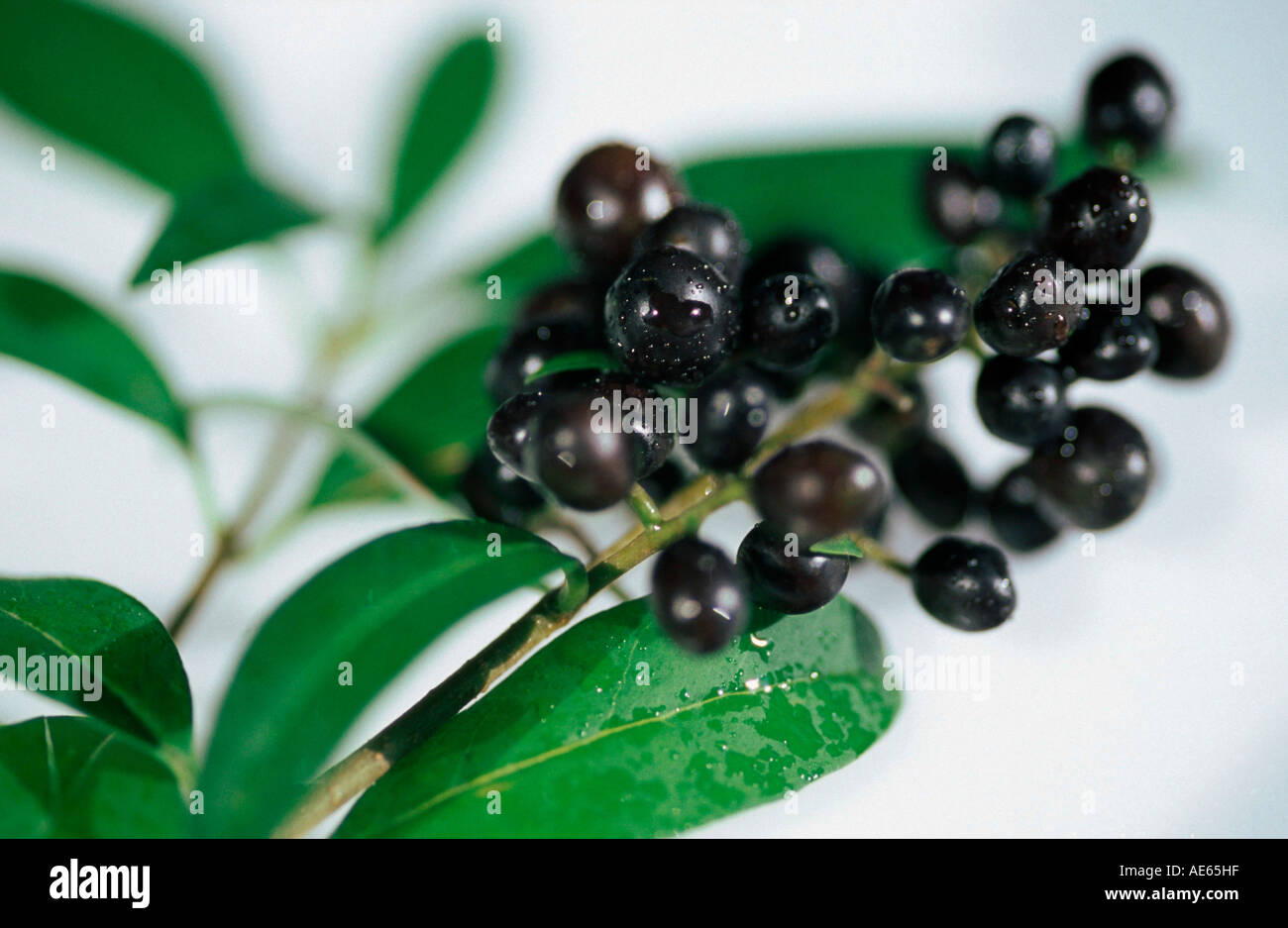 Berries of Common Privet (Ligustrum vulgare Stock Photo - Alamy