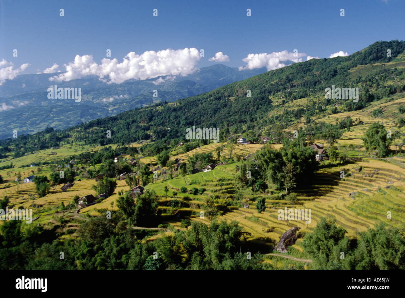 RICE MILLET are the main crops grown in the lower middle hills on route ...