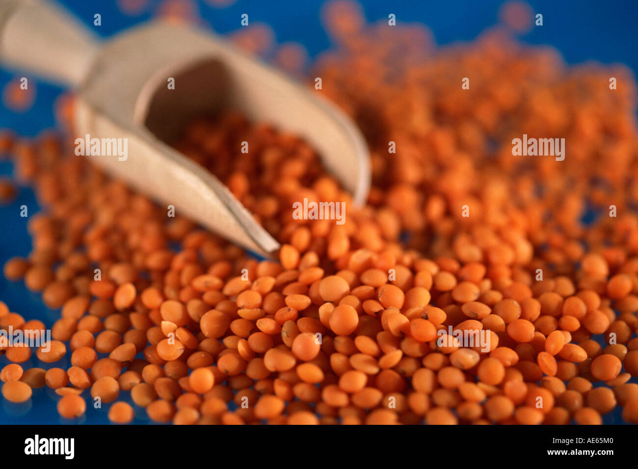 Lentils, orange (Lens esculenta Stock Photo - Alamy
