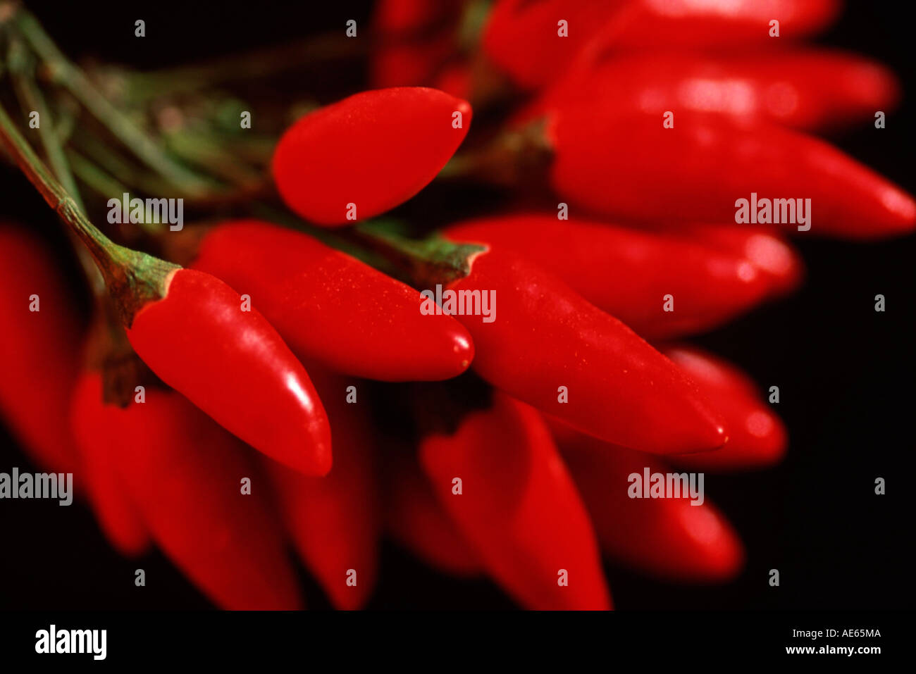 Hot Chilis (Capsicum frutescens) Piri-Piri Stock Photo - Alamy
