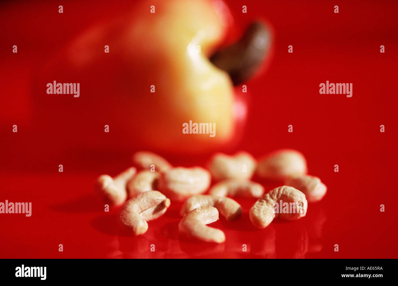 Cashew seeds and fruit (Anacardium occidentale Stock Photo - Alamy