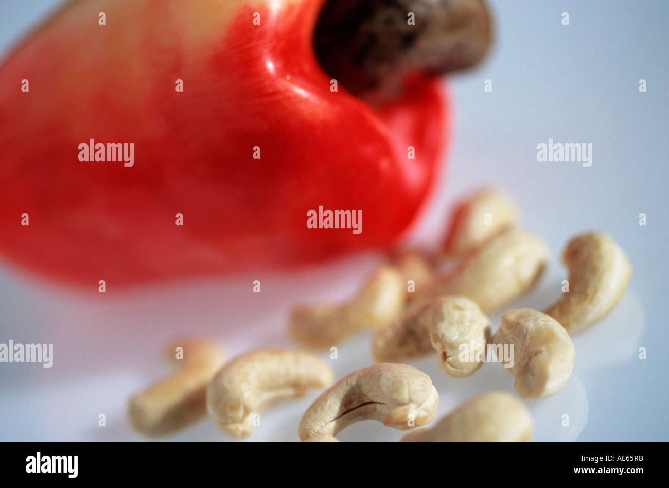 Cashew seeds and fruit (Anacardium occidentale Stock Photo - Alamy