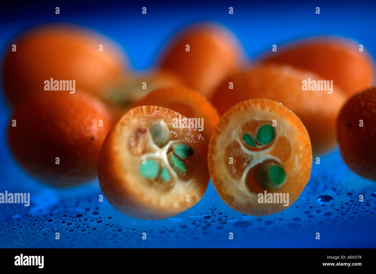 Kumquat (Fortunella japonica Stock Photo - Alamy