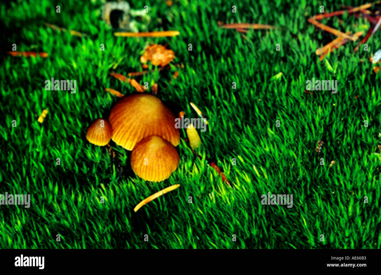 Family triad hi-res stock photography and images - Alamy Family triad hi-res stock photography and images - Alamy