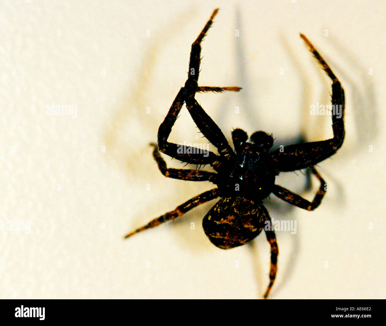 Spider On The Wall Stock Photo - Alamy