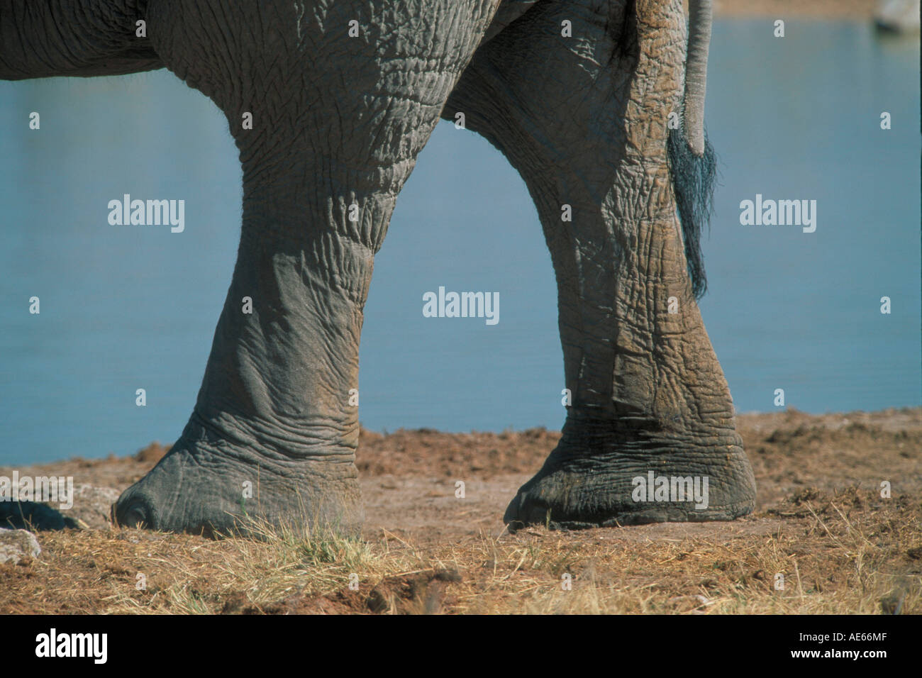 African Elephant's legs, Namibia / (Loxodonta africana Stock Photo - Alamy
