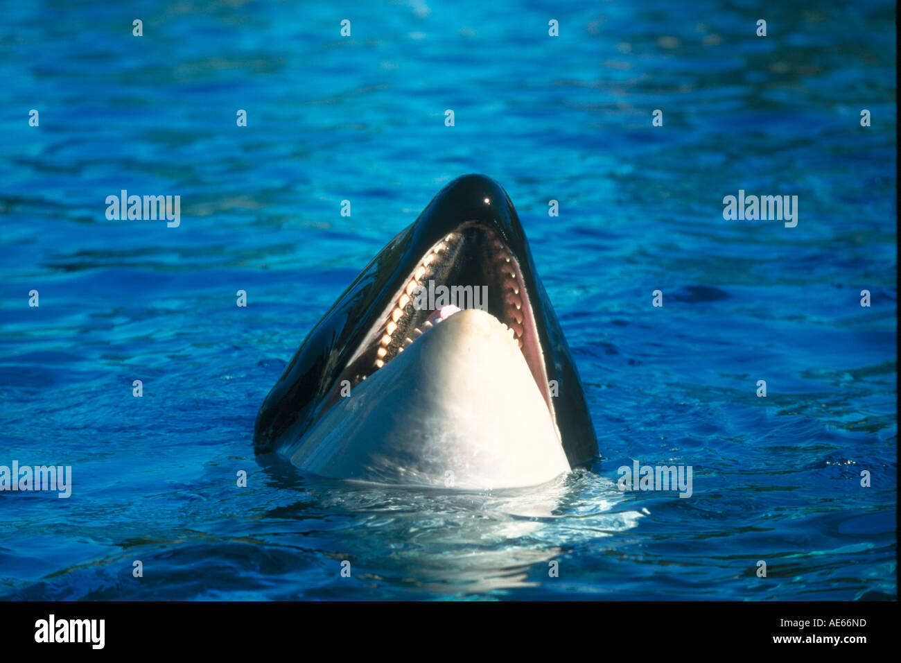 Orca / (Orcinus orca Stock Photo - Alamy