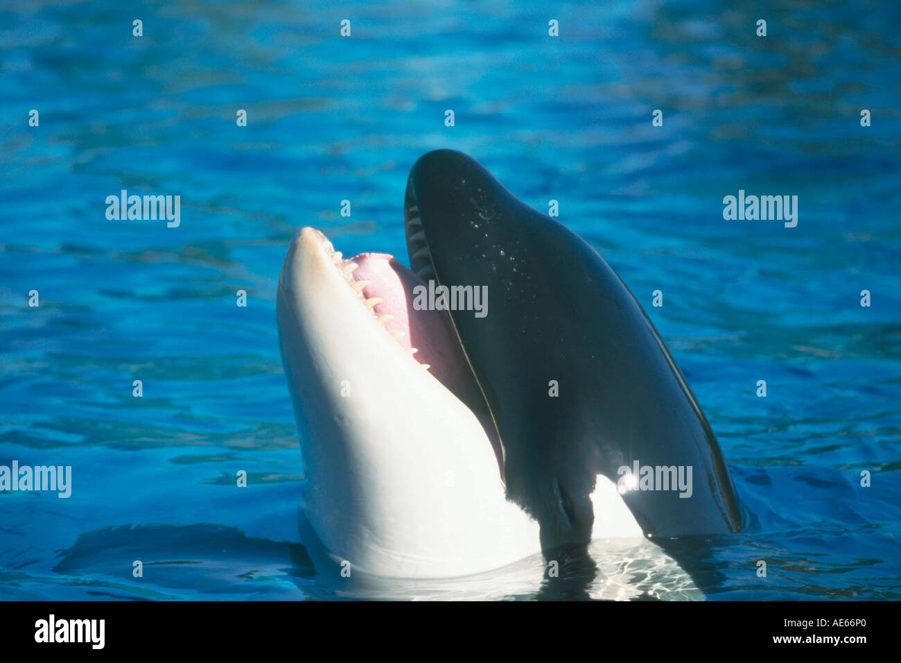 Orca / (Orcinus orca) / side Stock Photo - Alamy