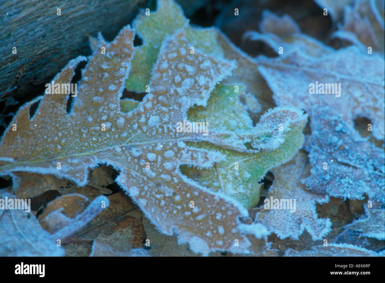 Frozen oak leaves Stock Photo - Alamy