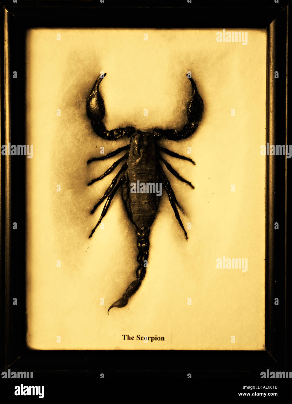 Classification biology hi-res stock photography and images - Alamy