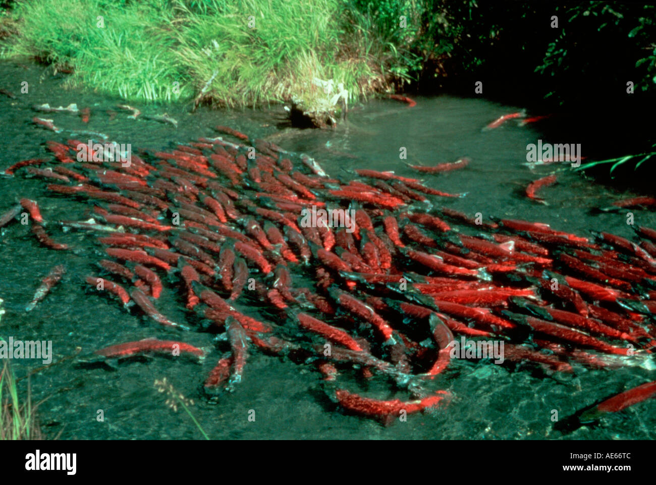 Migrating Salmons, Alaska, USA / (Oncorhynchus spec Stock Photo - Alamy