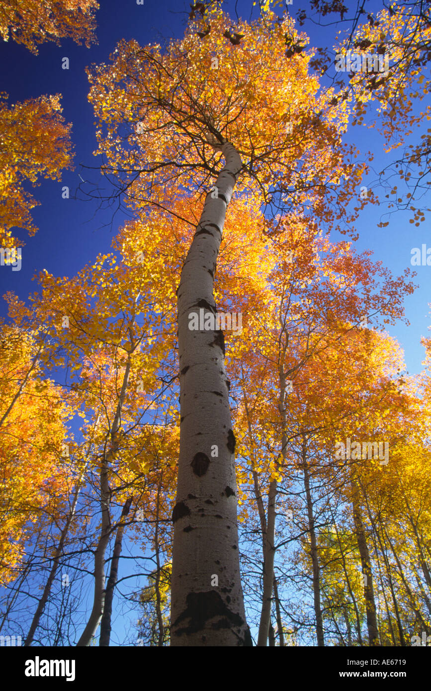 Aspen trees populus tremuloides teton hi-res stock photography and ...
