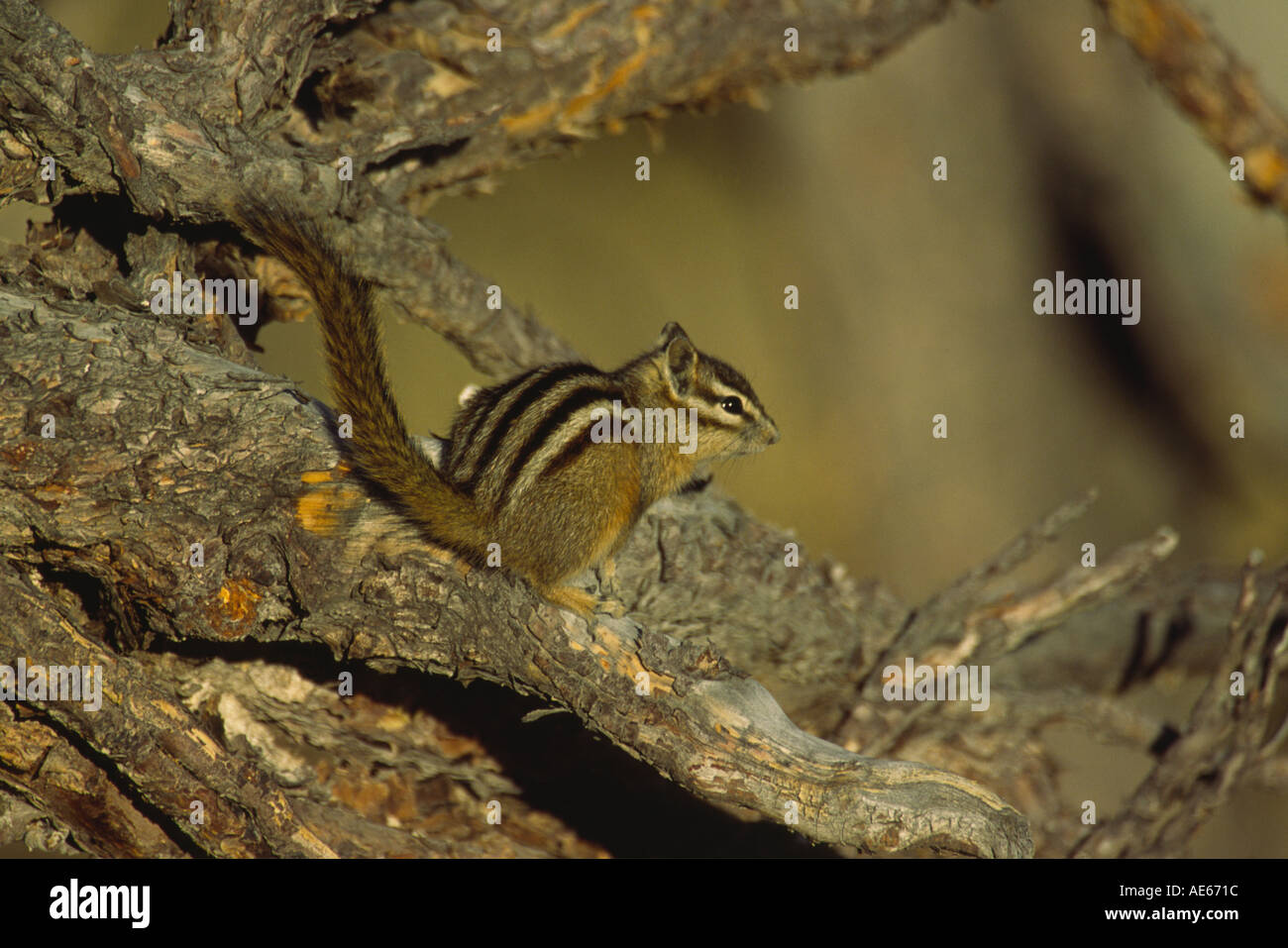 Least Chipmunk tamias minimus foraging on fallen branch of tree Stock ...