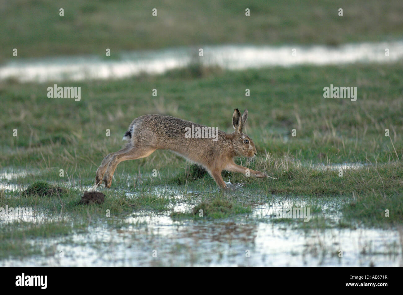 European or brown hare jumping across flooded grazing marsh Kent ...