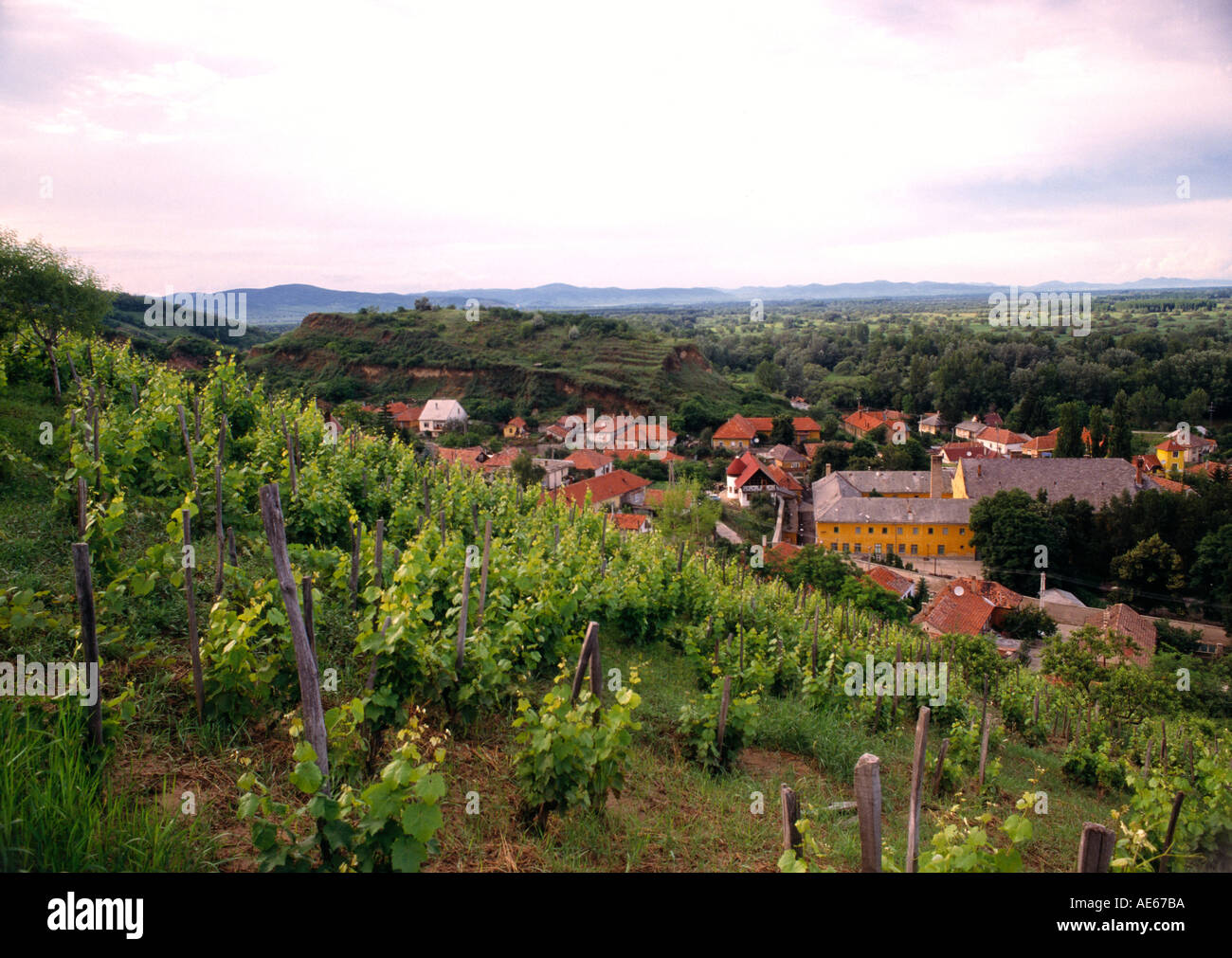 The town of Tokai in Eastern Hungary with some it's vineyards Stock ...
