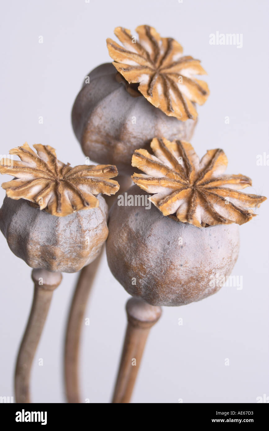 Dried Poppy heads Stock Photo - Alamy