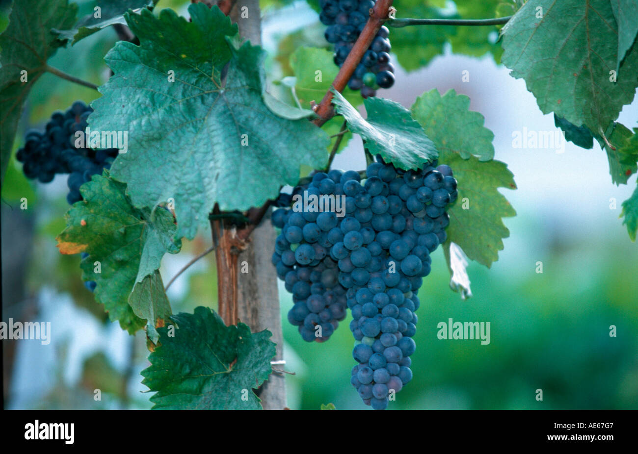 Bunch of grapes, Austria / (Vitis vinifera Stock Photo - Alamy