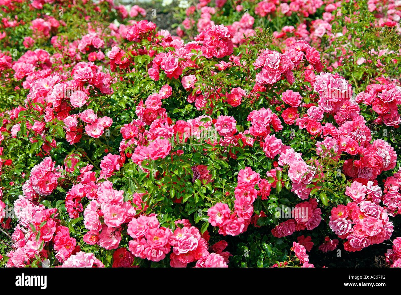 Glorious roses hi-res stock photography and images - Alamy