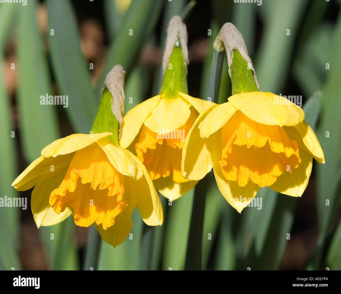Yellow blossoms hi-res stock photography and images - Alamy