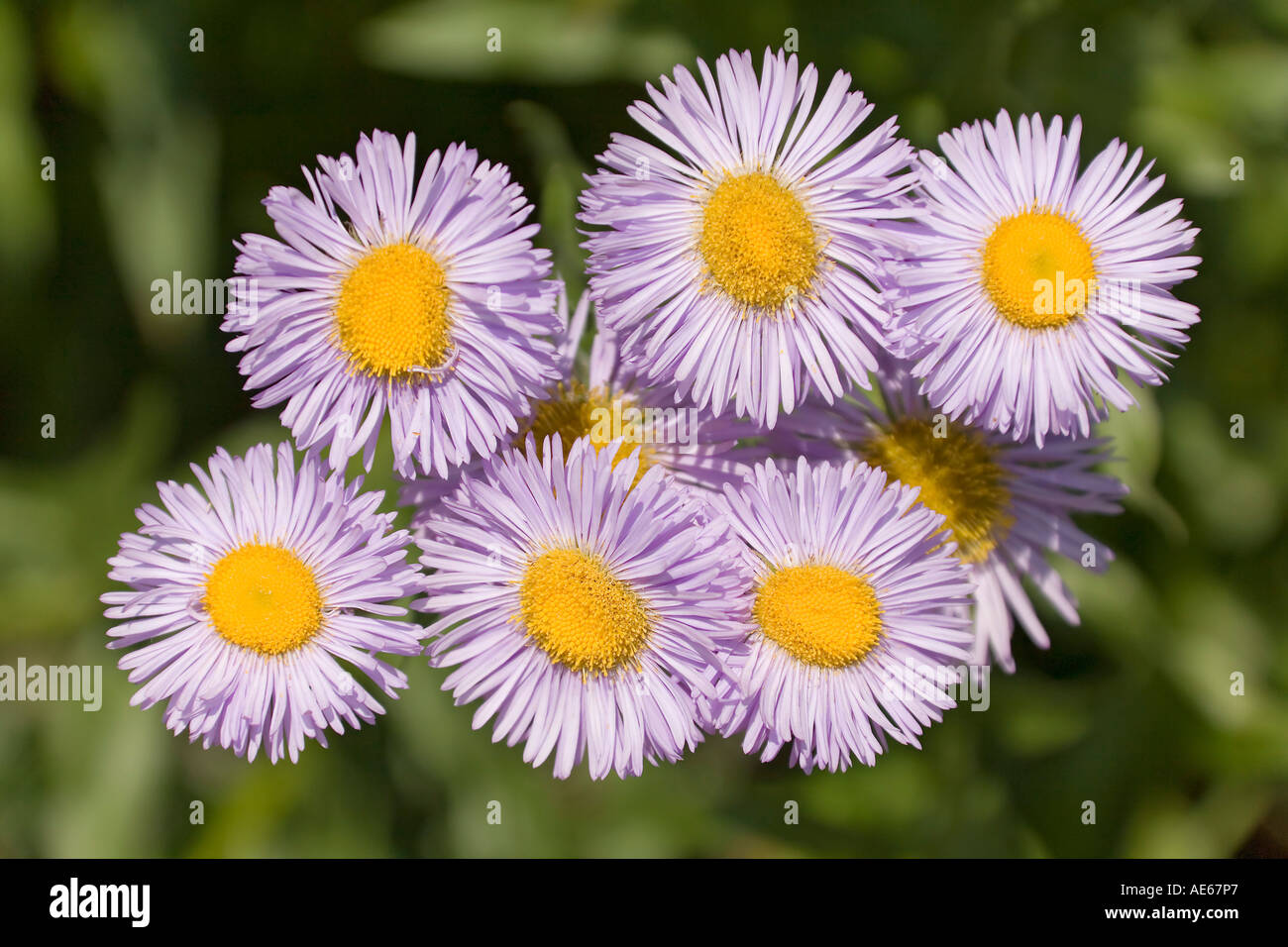 Purple blossoms hi-res stock photography and images - Alamy