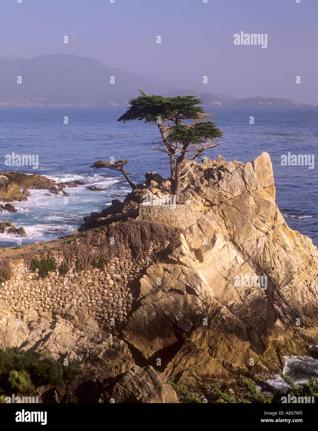 Lone Cypress Tree 17 Mile Drive Carmel California USA Stock Photo - Alamy