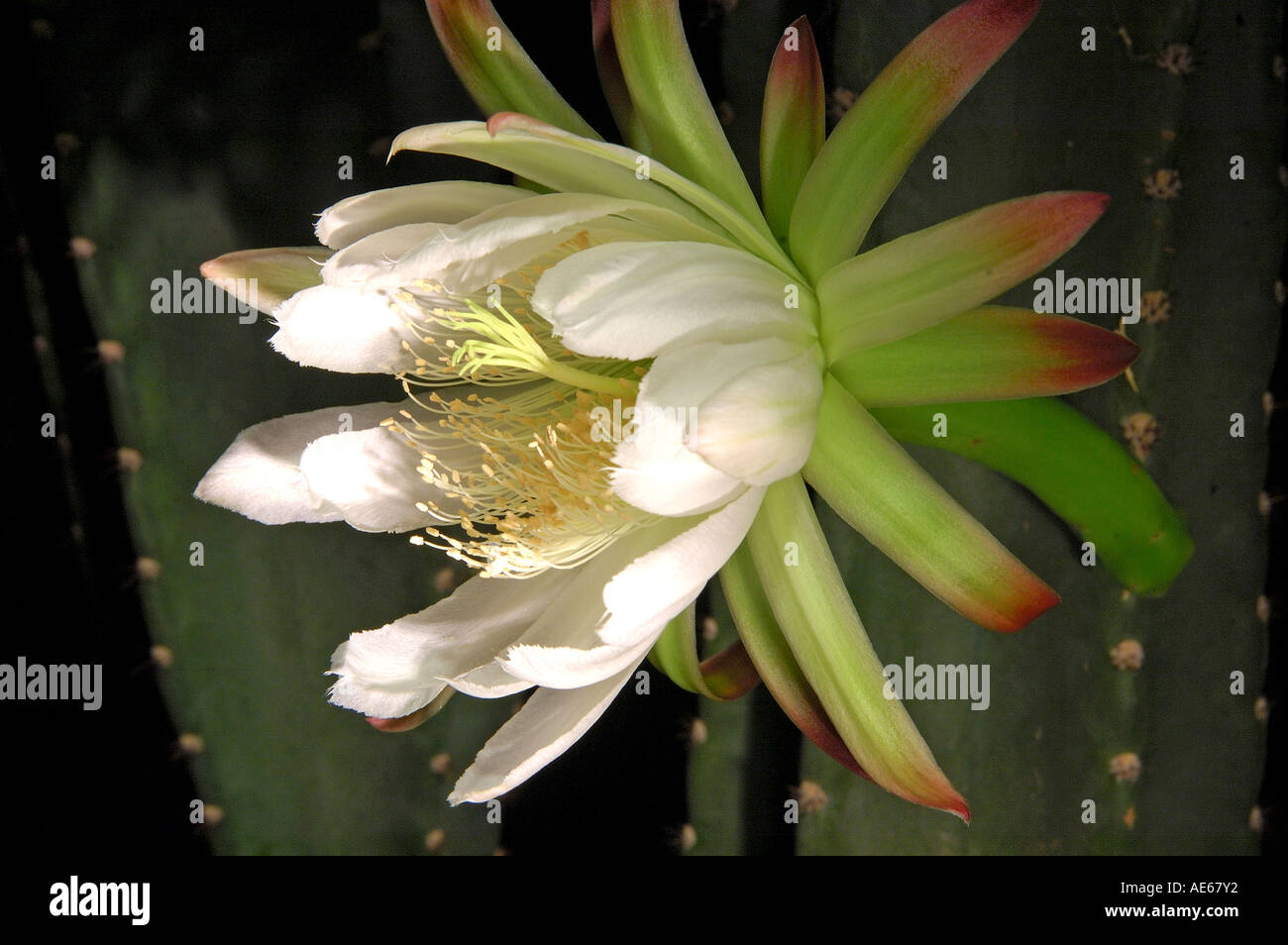 Night Blooming Cereus Peruvian Apple Cereus peruvianus Stock Photo - Alamy