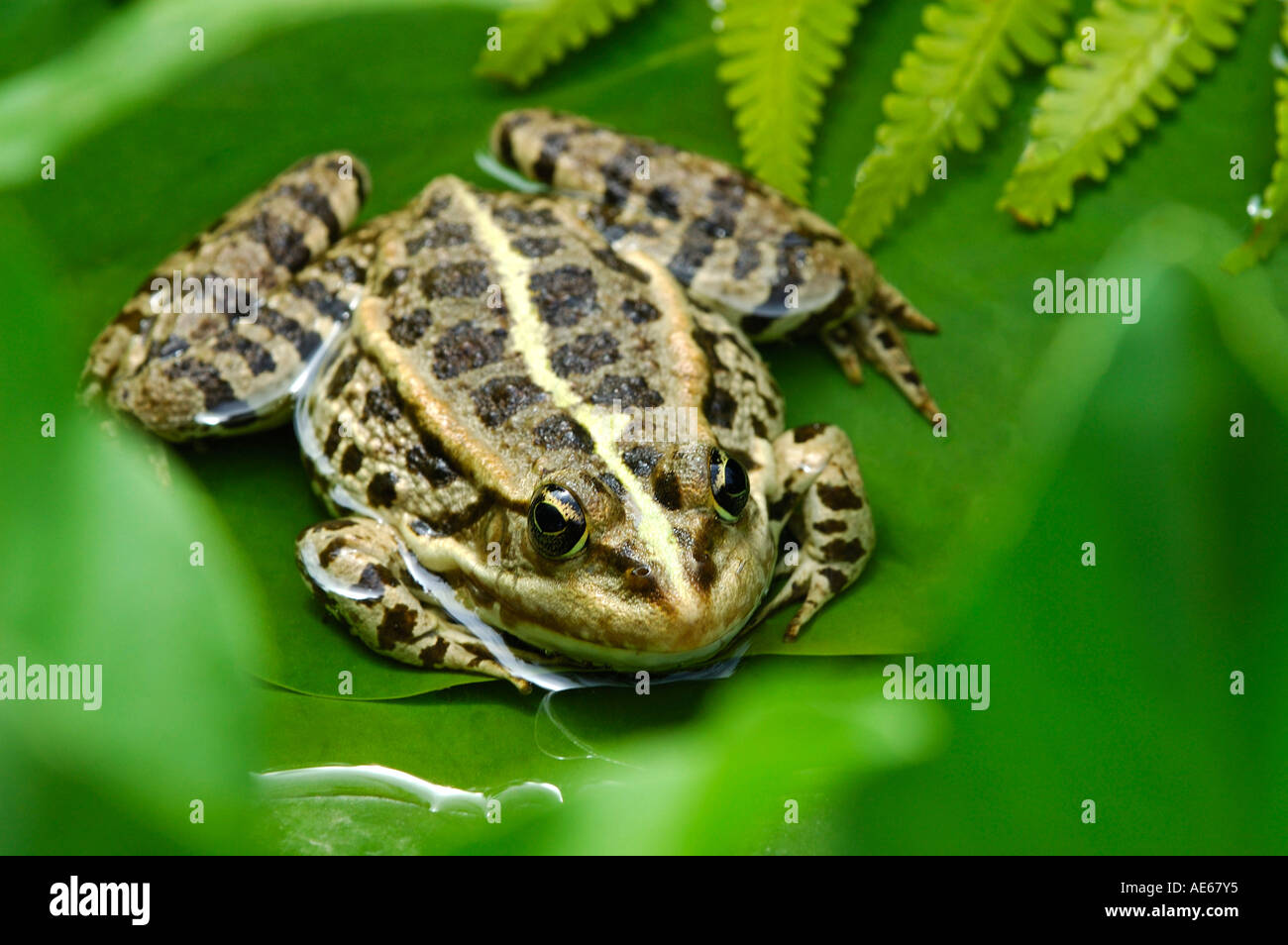 Water frog Rana esculans Stock Photo - Alamy