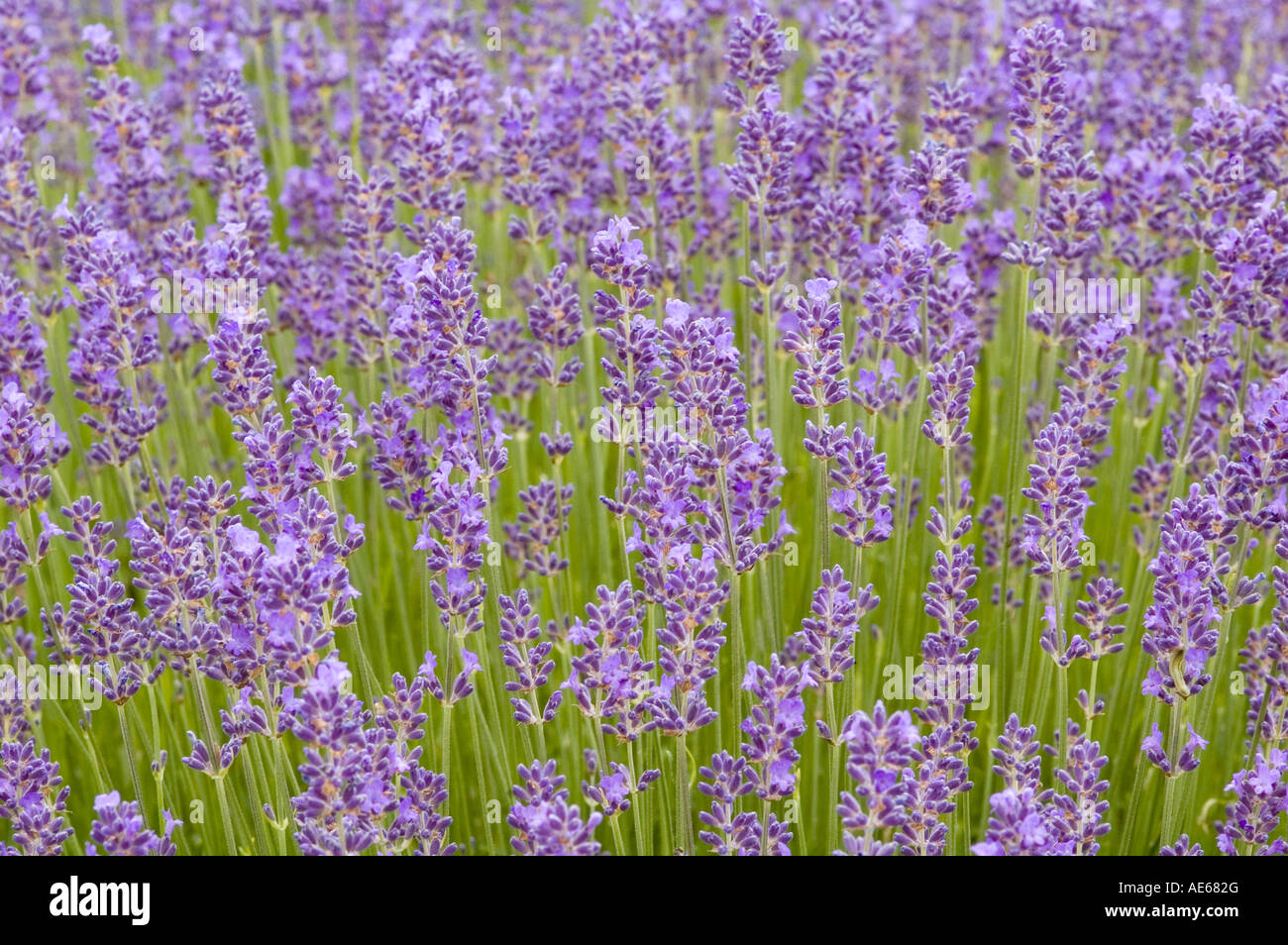Lavandula angustifolia Munstead one of the true hardy Lavenders with ...