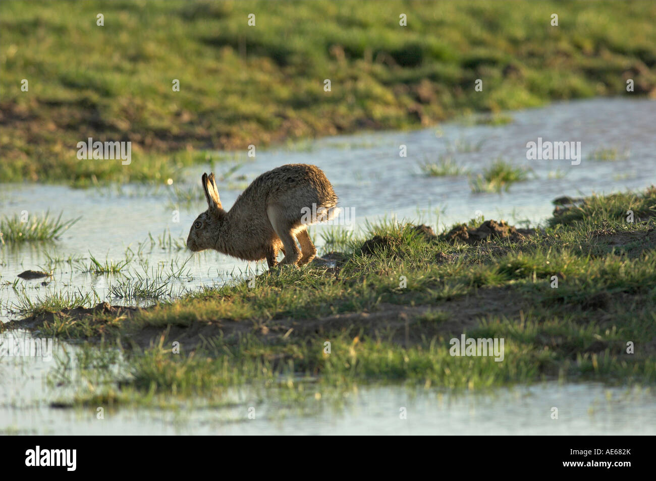 European brown hare preparing to jump across pool on grazing marsh Kent ...